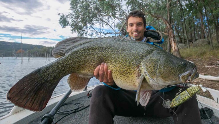Biggest Murray Cod Ever Caught – Ulastempat International